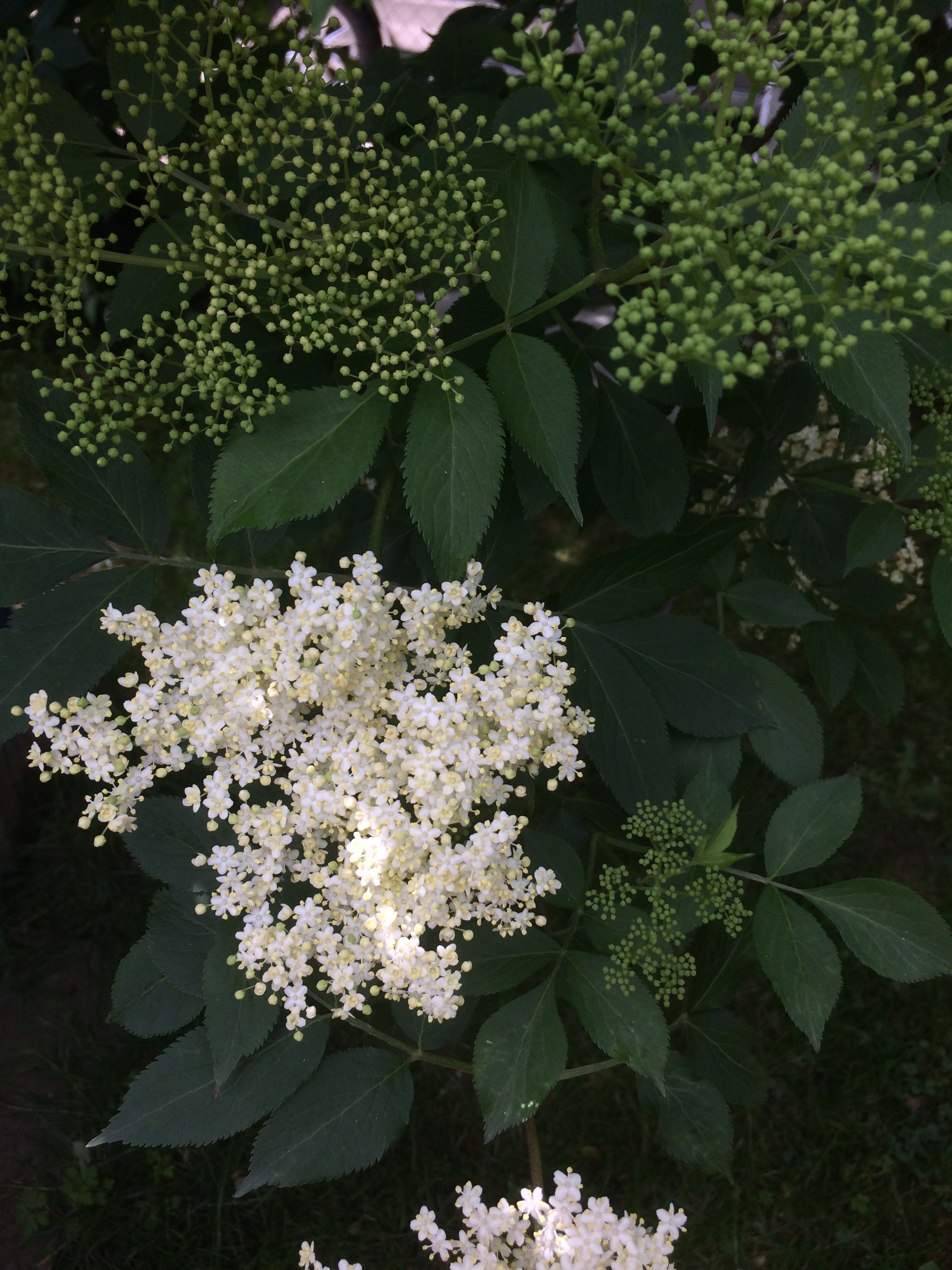 Kultbaum Holunder | GartenRausch