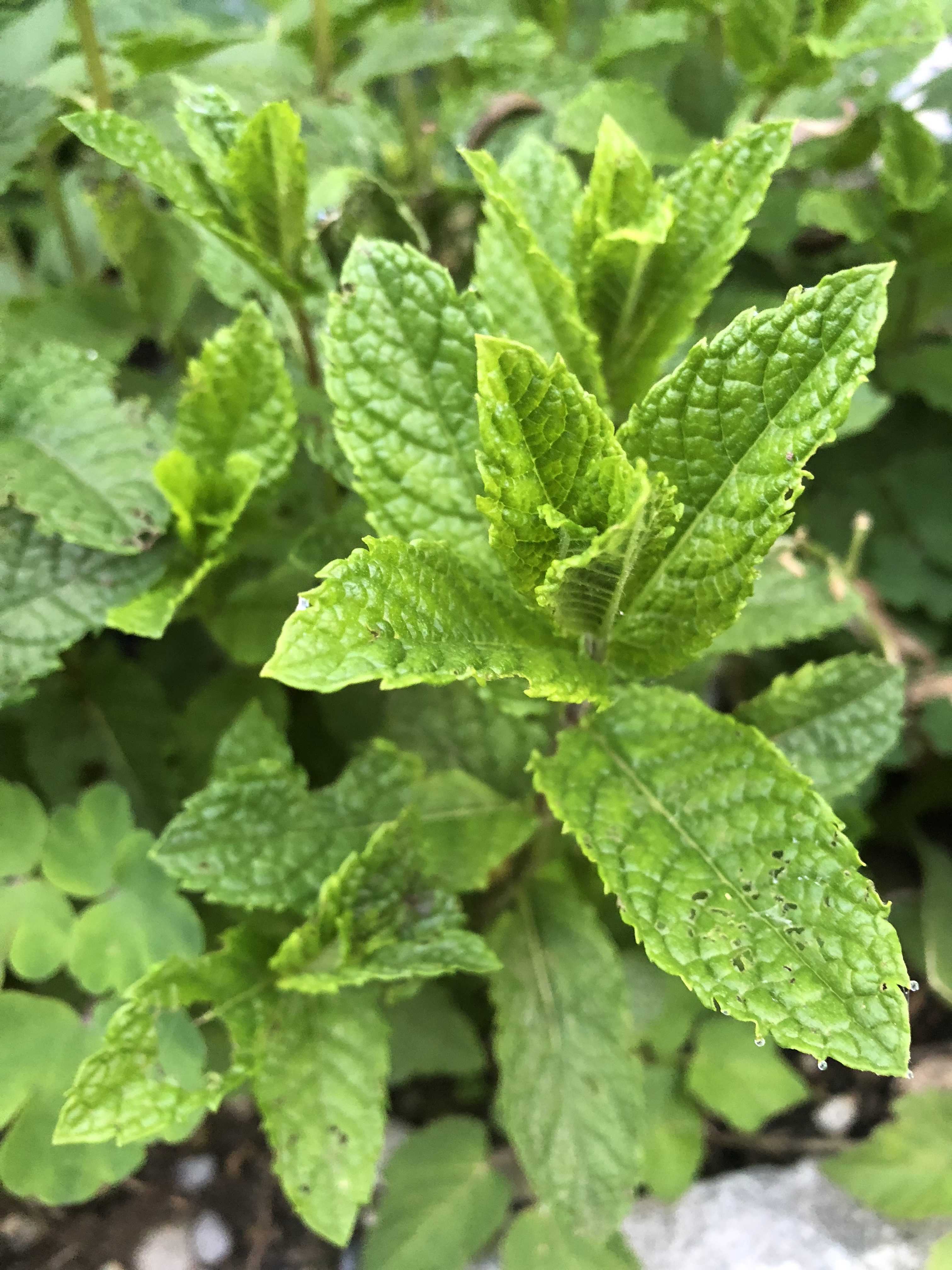 Minze - GartenRausch